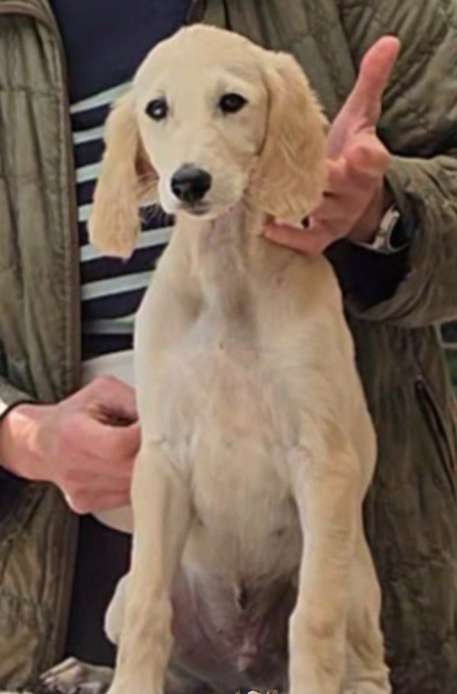 Chiots à vendre - Elevage Lydie Lemmens - eleveur de chiens Saluki - Al ...
