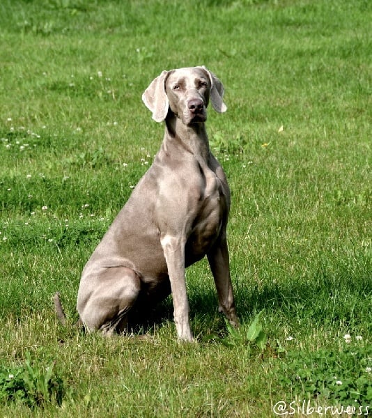Accueil - Elevage Du Domaine De Siege - eleveur de chiens Braque de Weimar