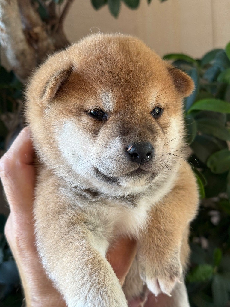 Chiots de la race Shiba disponibles sur chiots-de-france
