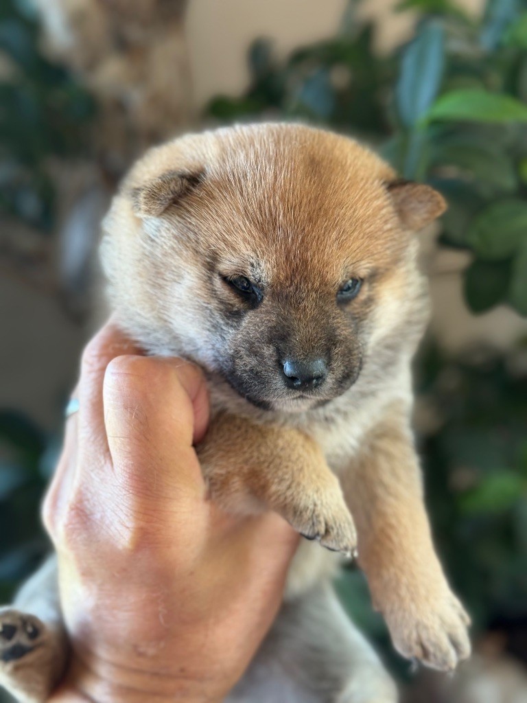 Chiots de la race Shiba disponibles sur chiots-de-france