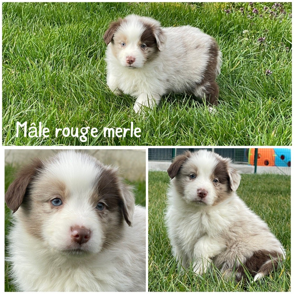 Chiot Berger Américain Miniature - Rouge merle Des Terres De L'Avesnois