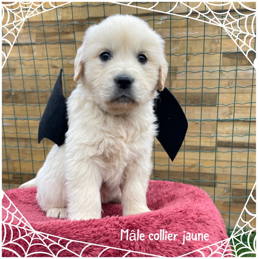 Chiot Golden Retriever - Collier jaune Des Terres De L'Avesnois