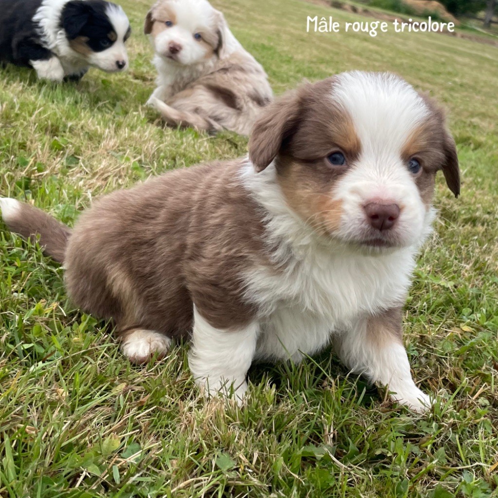 Chiot Berger Américain Miniature - Mâle rouge tricolore Des Terres De L ...