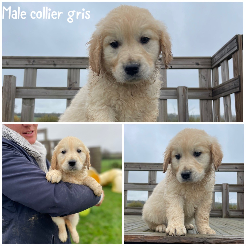Chiot Golden Retriever - Collier gris Des Terres De L'Avesnois