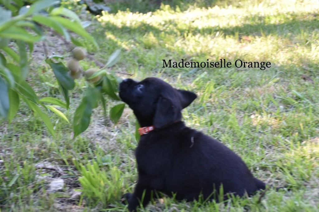 Chiot Labrador Retriever - Mademoiselle Orange Des Gros Ronfleurs