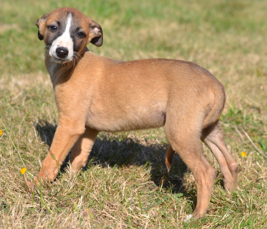 Accueil - Elevage des petites symphonies - eleveur de chiens petit ...