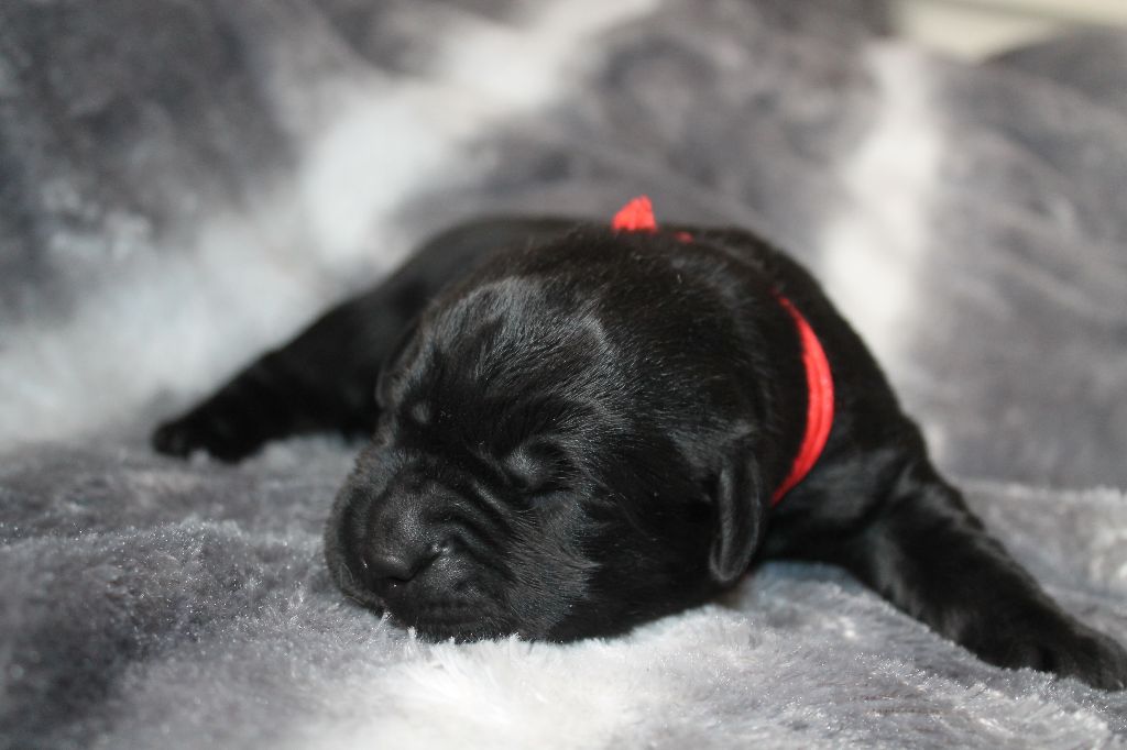 Chiot Labrador Retriever - Collier rouge Des Méandres De La Rouvre