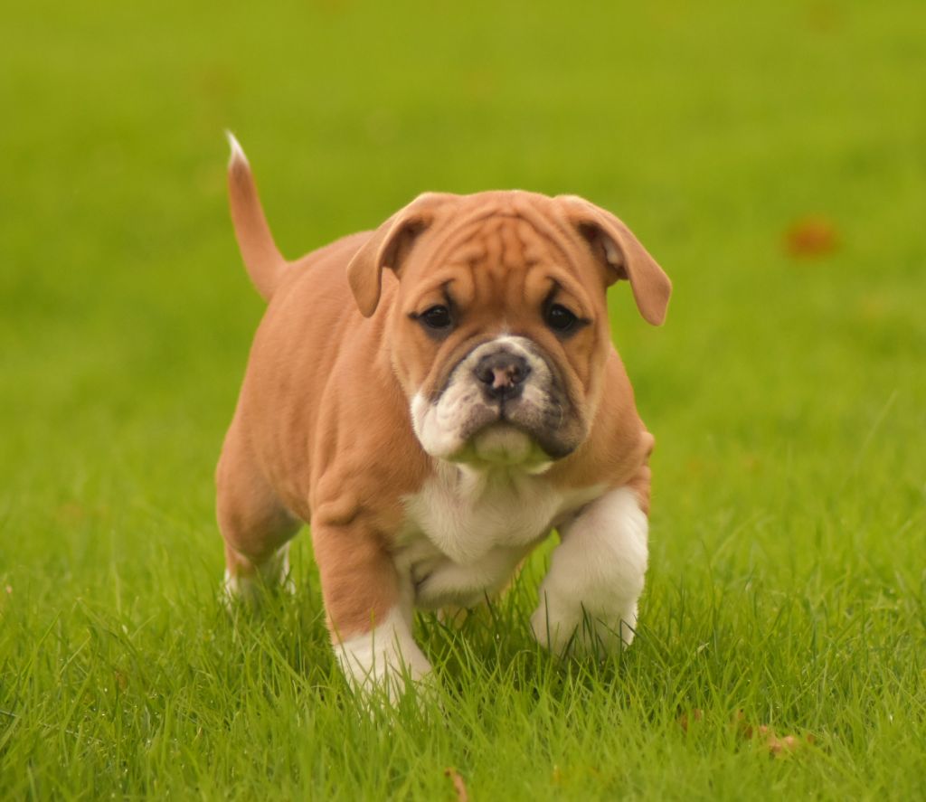 Chiot - Elevage Des Conti's Ador - eleveur de chiens continental Bulldog