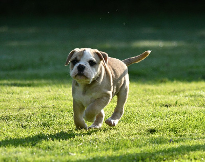 Chiots de la race Bulldog continental disponibles sur chiots-de-france
