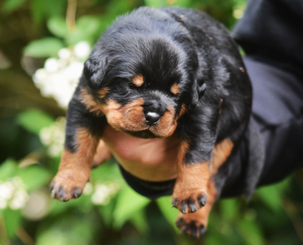 Chiot Rottweiler - Femelle Orange Vom Owane's Paradise