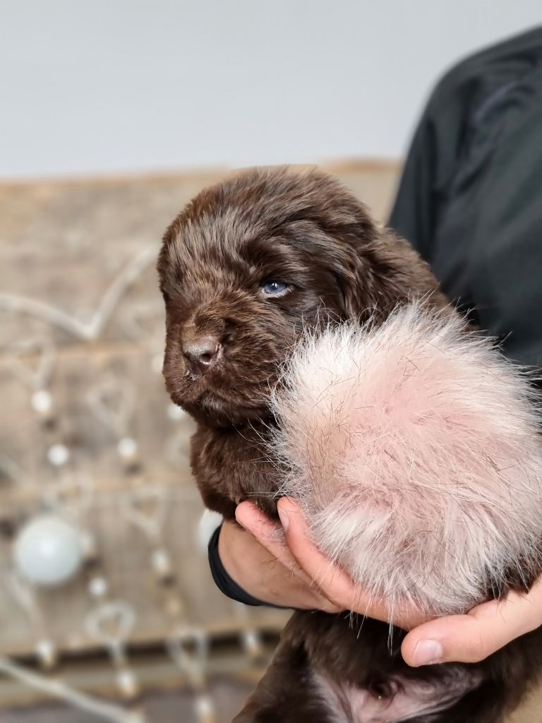 Chiot Terre-neuve - CHIOT Mâle Marron De La Garde Du Phoenix