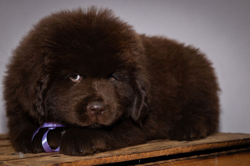 Chiots à vendre - Elevage De La Garde Du Phoenix - éleveur Familial de ...