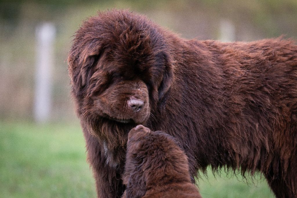 Accueil - Elevage De La Garde Du Phoenix - éleveur Familial de chiens ...