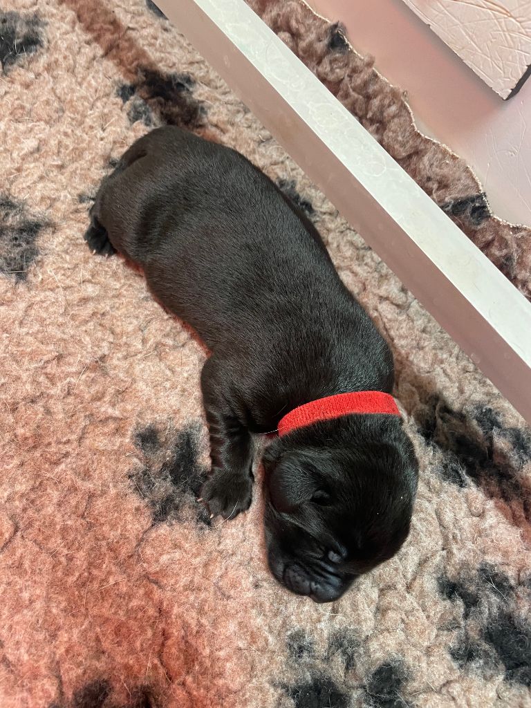 Chiot Labrador Retriever - COLLIER ROUGE De La Vallée Du Goldor