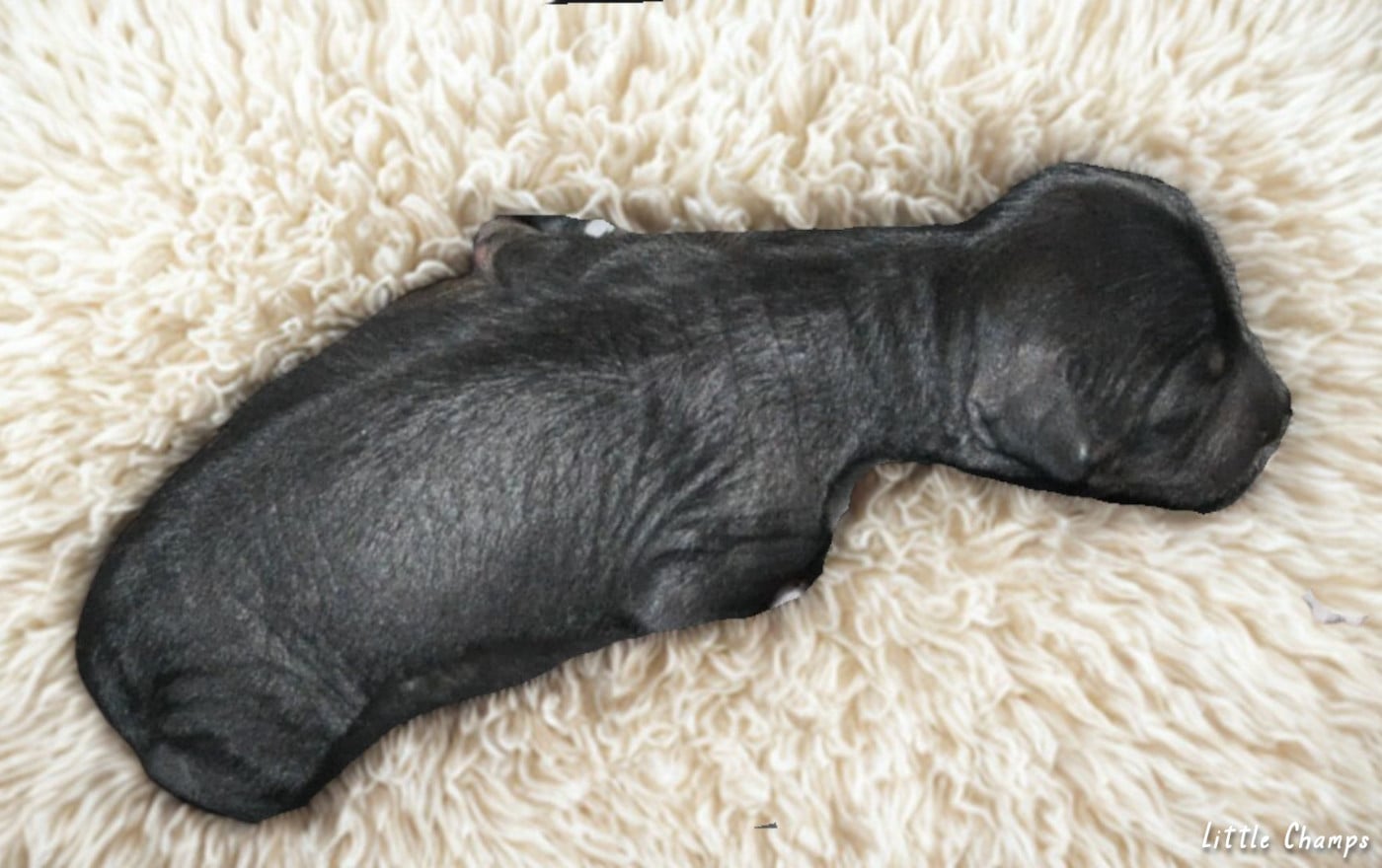 Chiot Chien chinois à crête - Beau gosse Little Champs