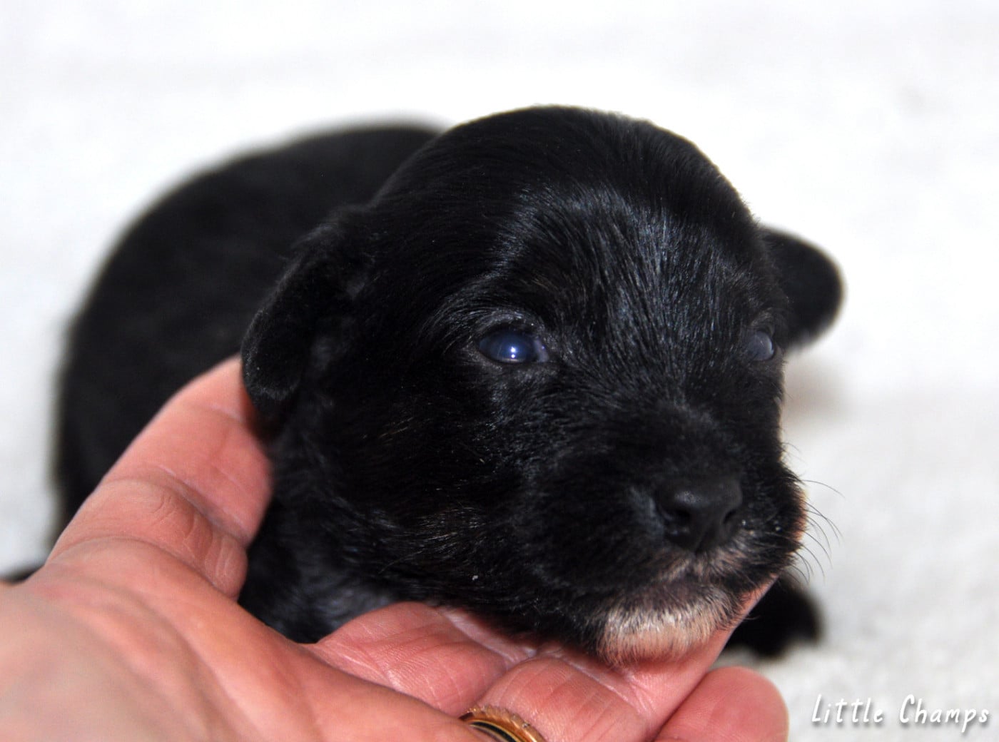 Chiot Chien chinois à crête - Beau gosse Little Champs