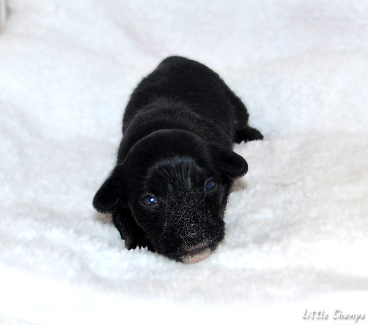 Chiot Chien chinois à crête - Beau gosse Little Champs