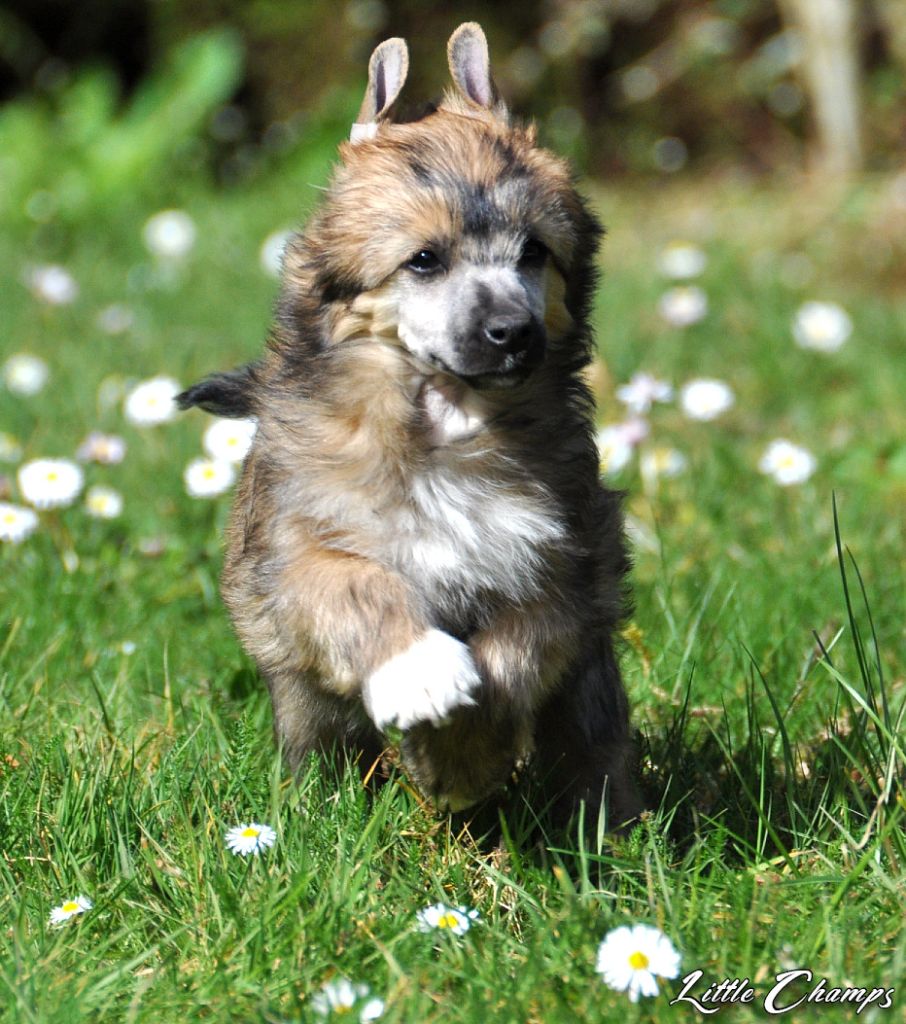 Chiot Chien chinois à crête - Apple Jack Little Champs