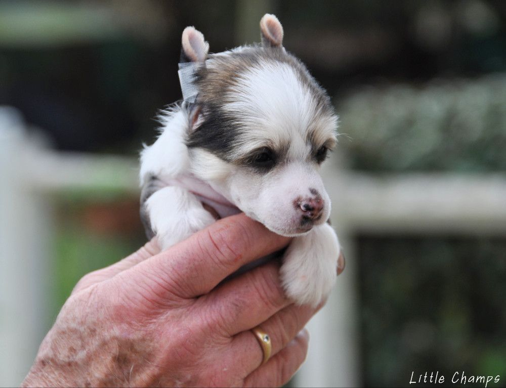 Chiot Chien chinois à crête - Virginia Little Champs