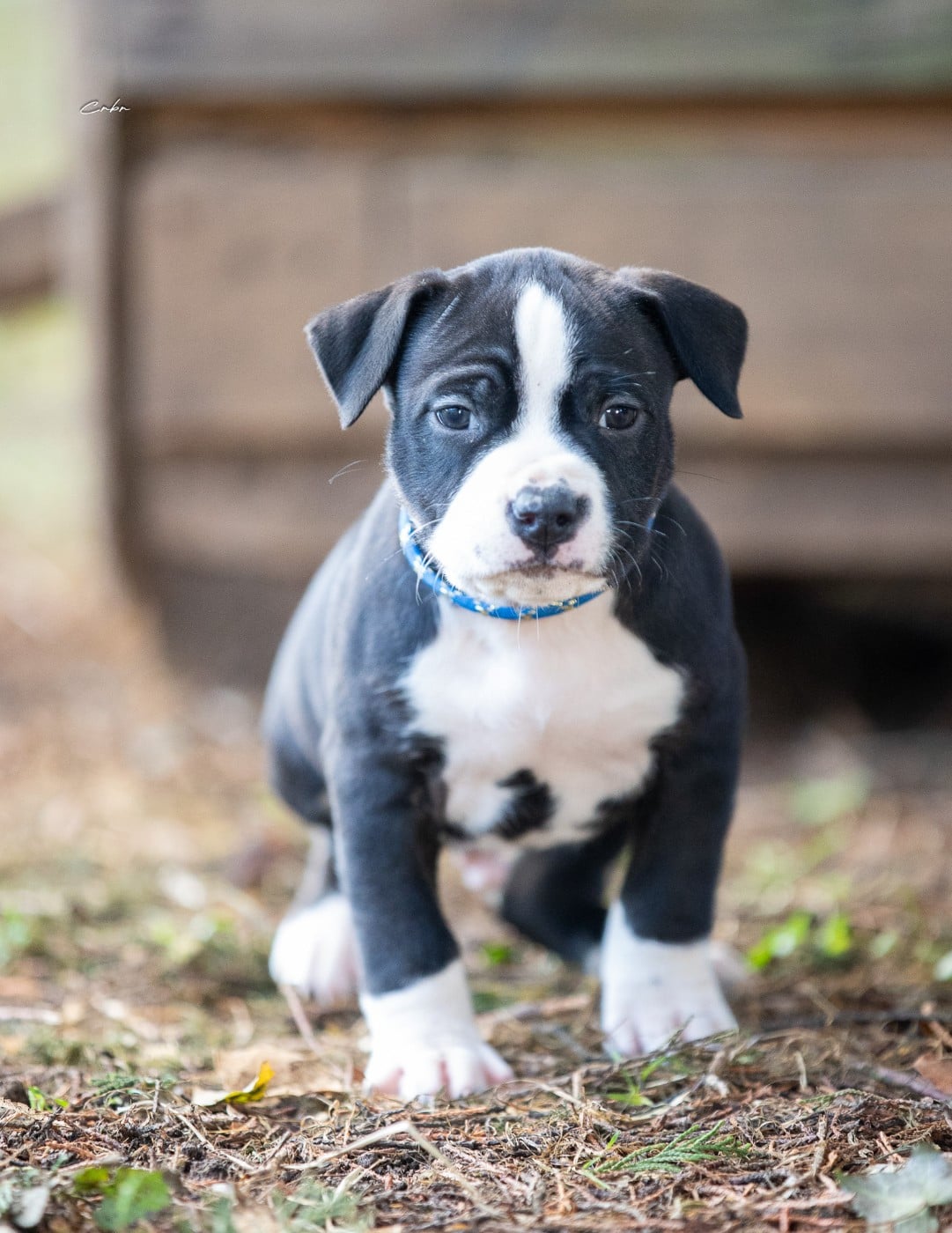Chiot American Staffordshire Terrier - Mâle collier bleu roi Du chemin ...