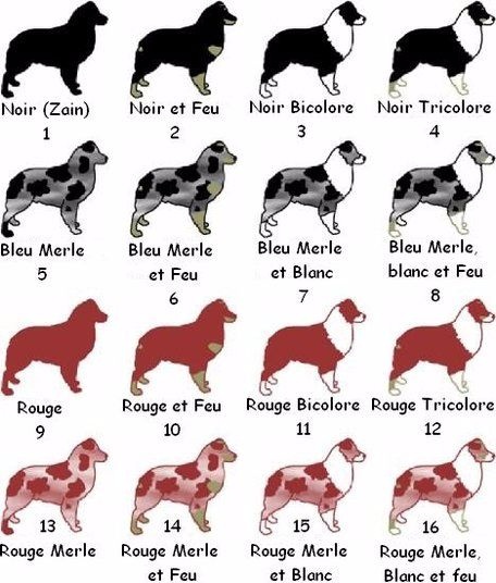 Accueil - Elevage Des Gardiens D'Eole - eleveur de chiens Berger Australien