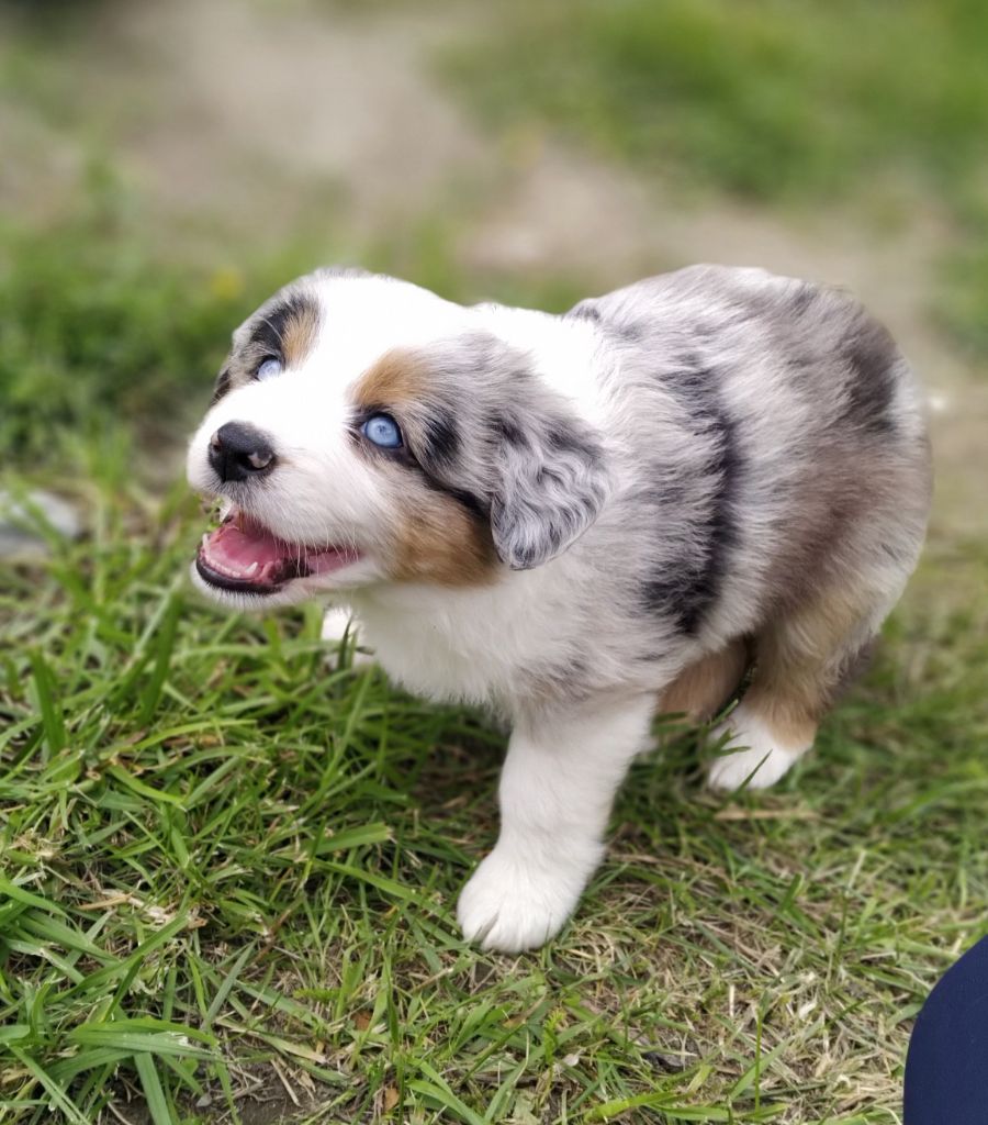 Chiot Berger Américain Miniature - Male Bleu Merle queue courte yeux ...