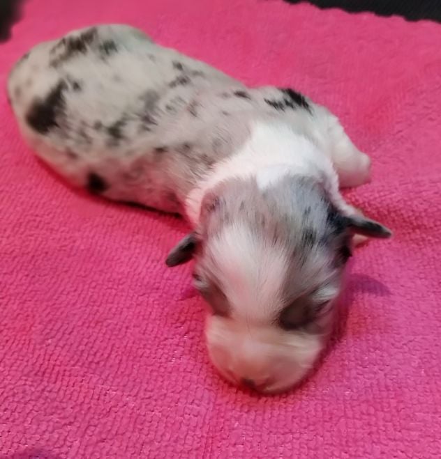 Chiot Berger Américain Miniature - femelle bleue merle queue longue non ...