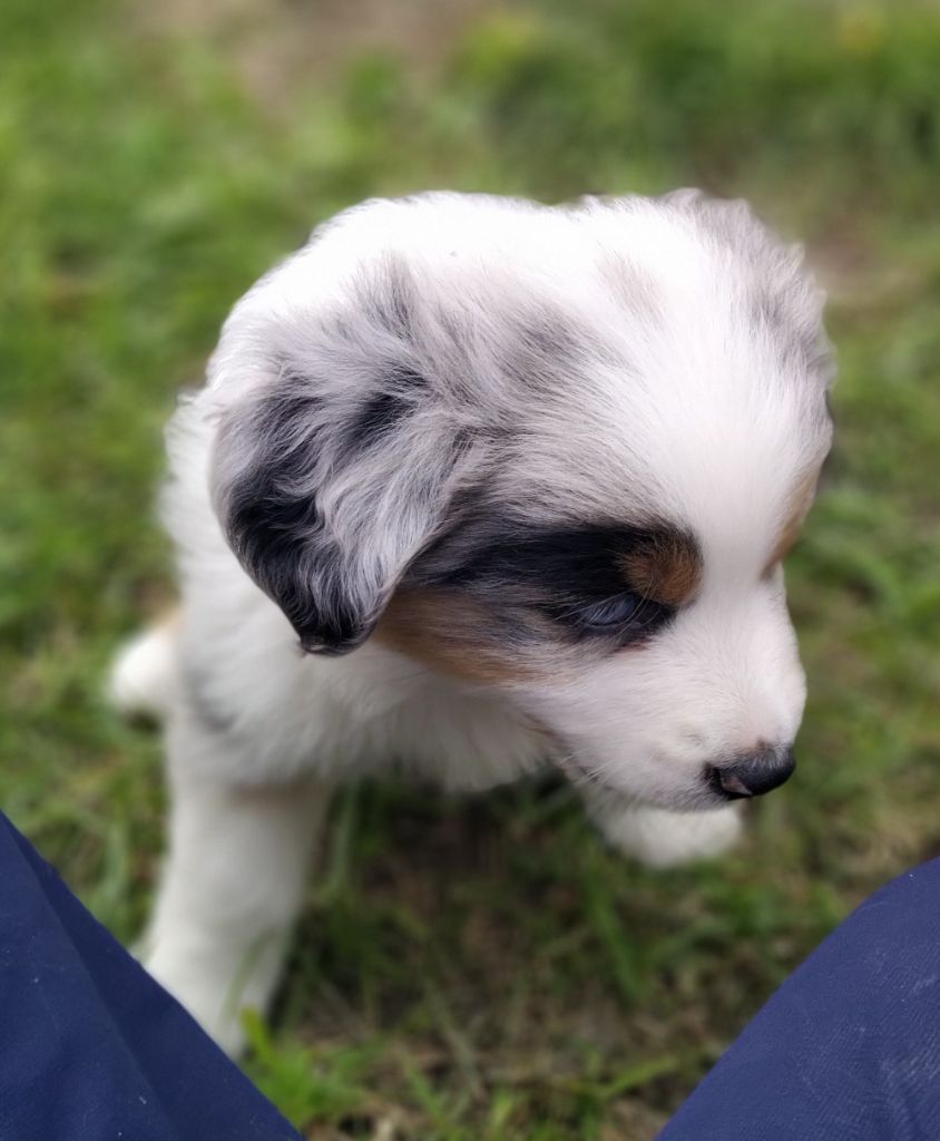 Chiot Berger Américain Miniature - Male Bleu Merle queue courte yeux ...