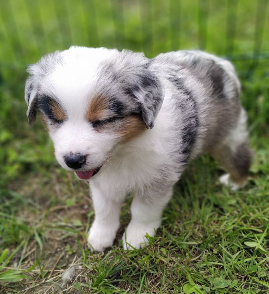 Chiot Berger Américain Miniature - Male Bleu Merle queue courte yeux ...