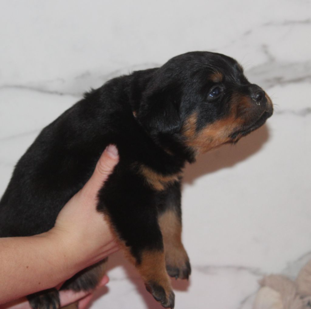 Chiot Rottweiler - Chiot Collier Marron Breeder Of Big Dog