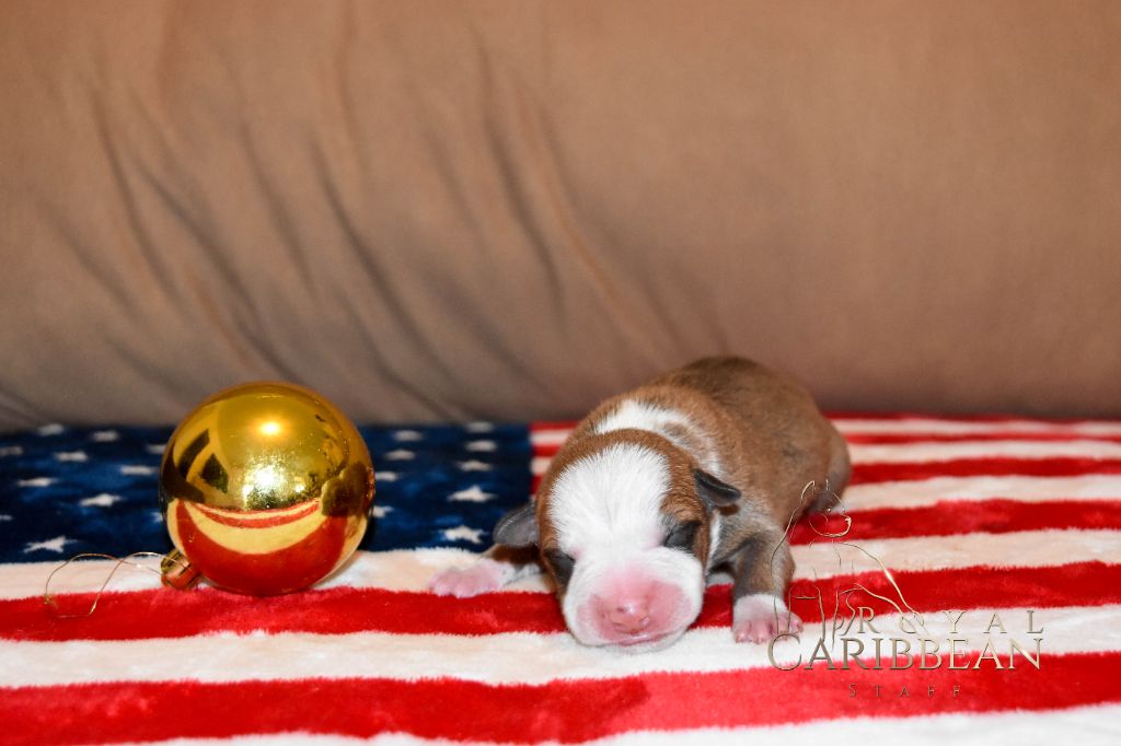 Chiot American Staffordshire Terrier - CHIOT Royal Caribbean
