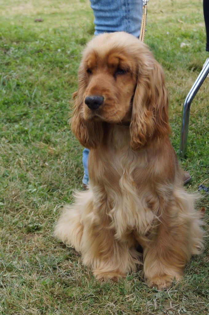 Chien Cocker Spaniel Anglais Mamamia queen de Cibeins