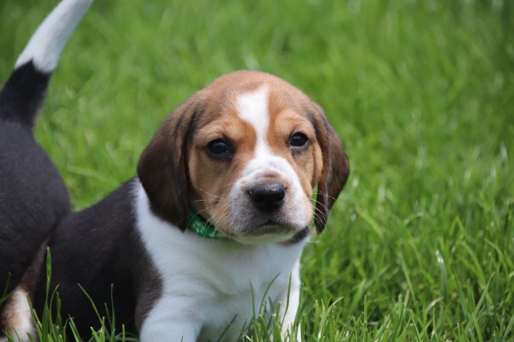 Chiots de la race Beagle disponibles sur chiots-de-france