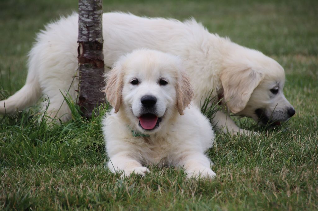 Chiot Golden Retriever - collier vert De La Lisardière