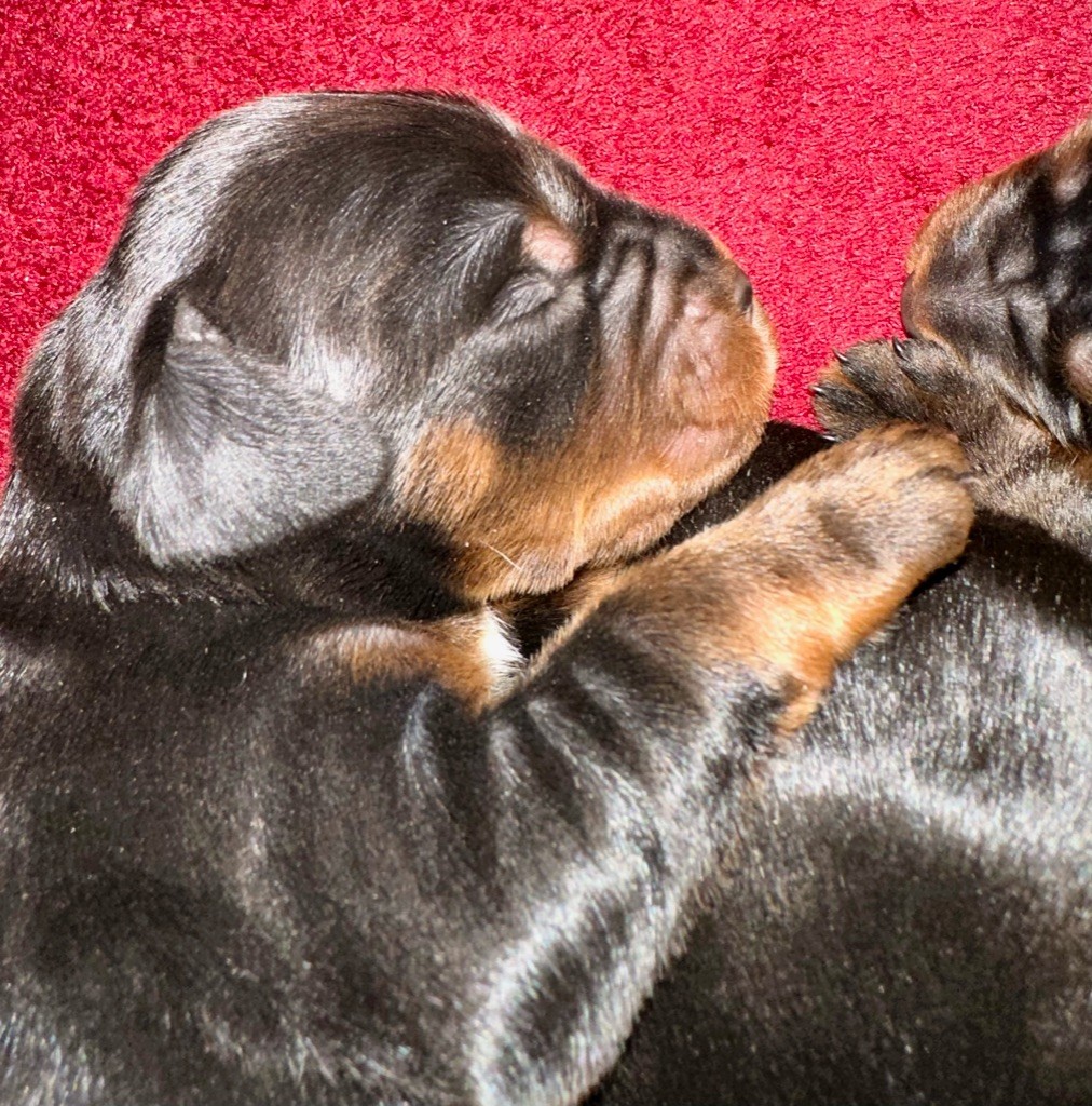 Chiot Setter Gordon - CHIOT 1 Du Domaine De Loumatpau