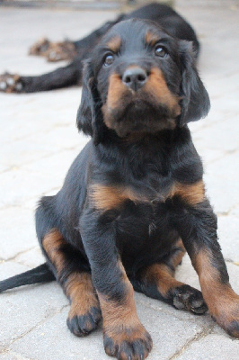 Chiots de race Setter Gordon LOF à vendre en France