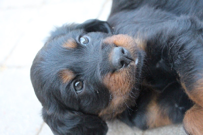 Chiots LOF Setter Gordon à vendre en Hauts-de-France
