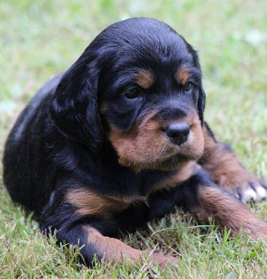 Chiots LOF Setter Gordon à vendre en Hauts-de-France