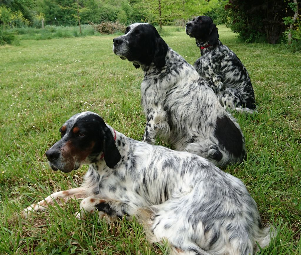 Accueil - Elevage de belaouset - eleveur de chiens Setter anglais