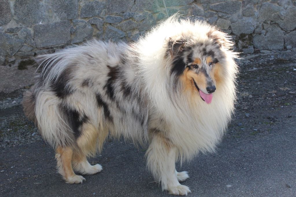 Accueil - Elevage Des Crins Merveilleux - eleveur de chiens Colley à ...