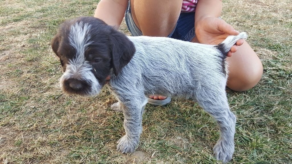 Accueil - Elevage De La Traque Royale - eleveur de chiens Griffon d ...