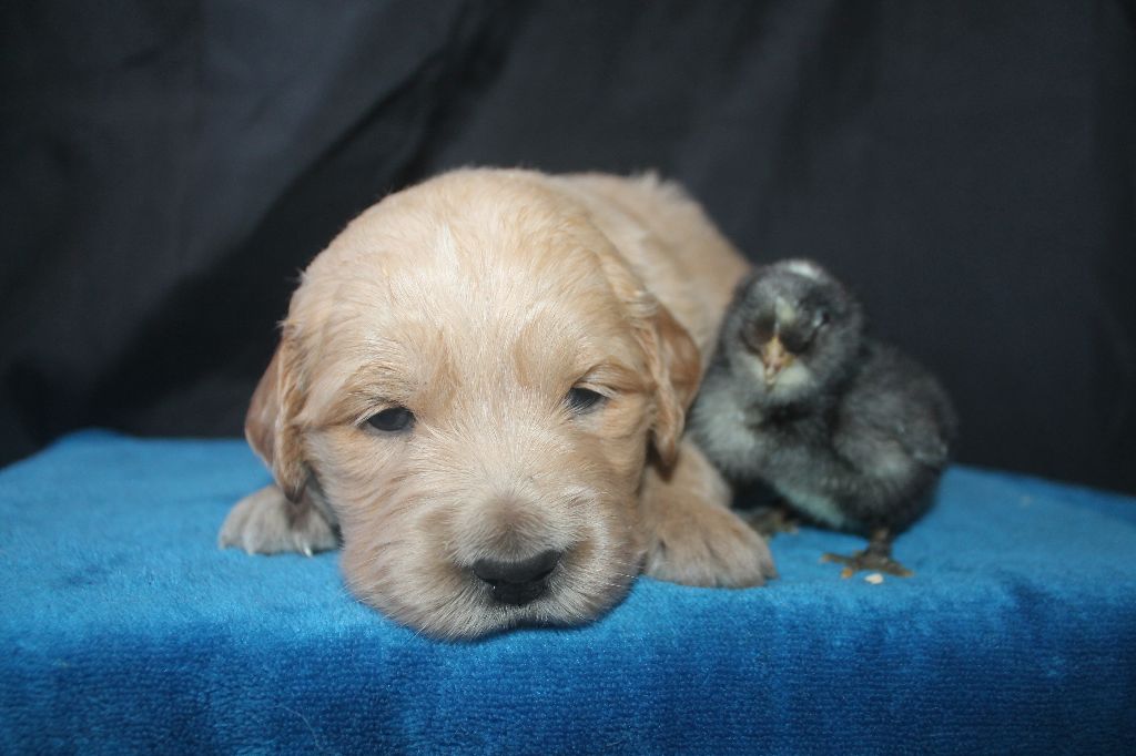 Chiot Golden Retriever - collier violet De L'Arche De Lolita