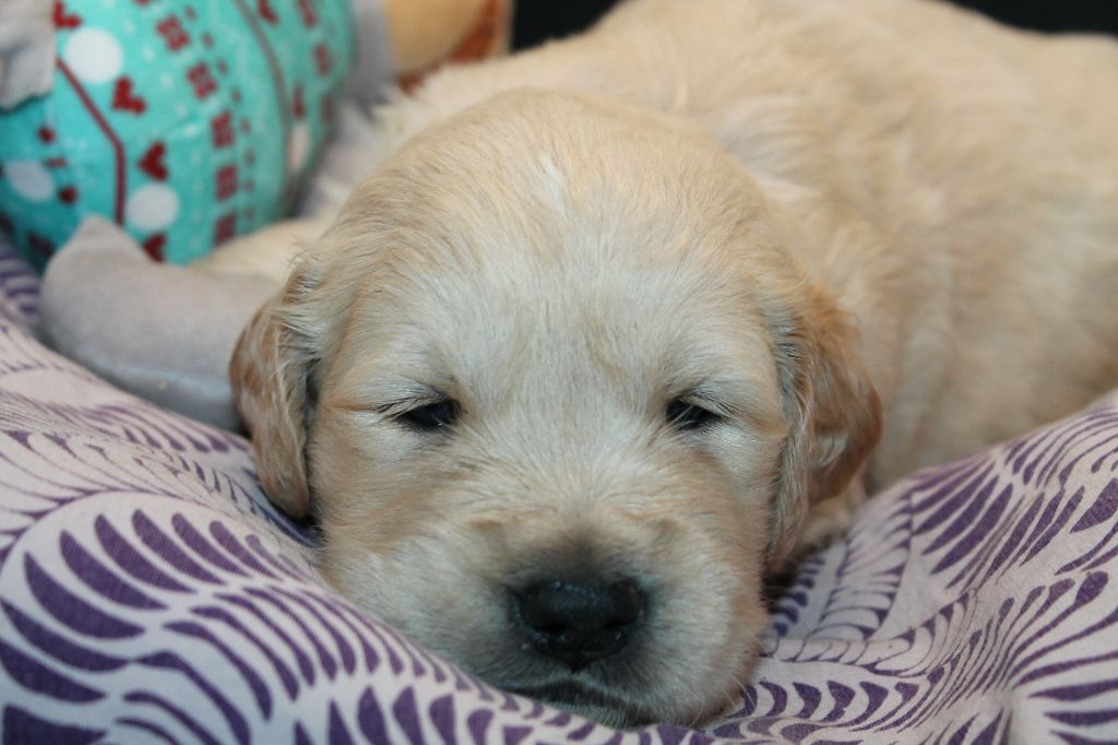 Chiot Golden Retriever - collier bleu De L'Arche De Lolita