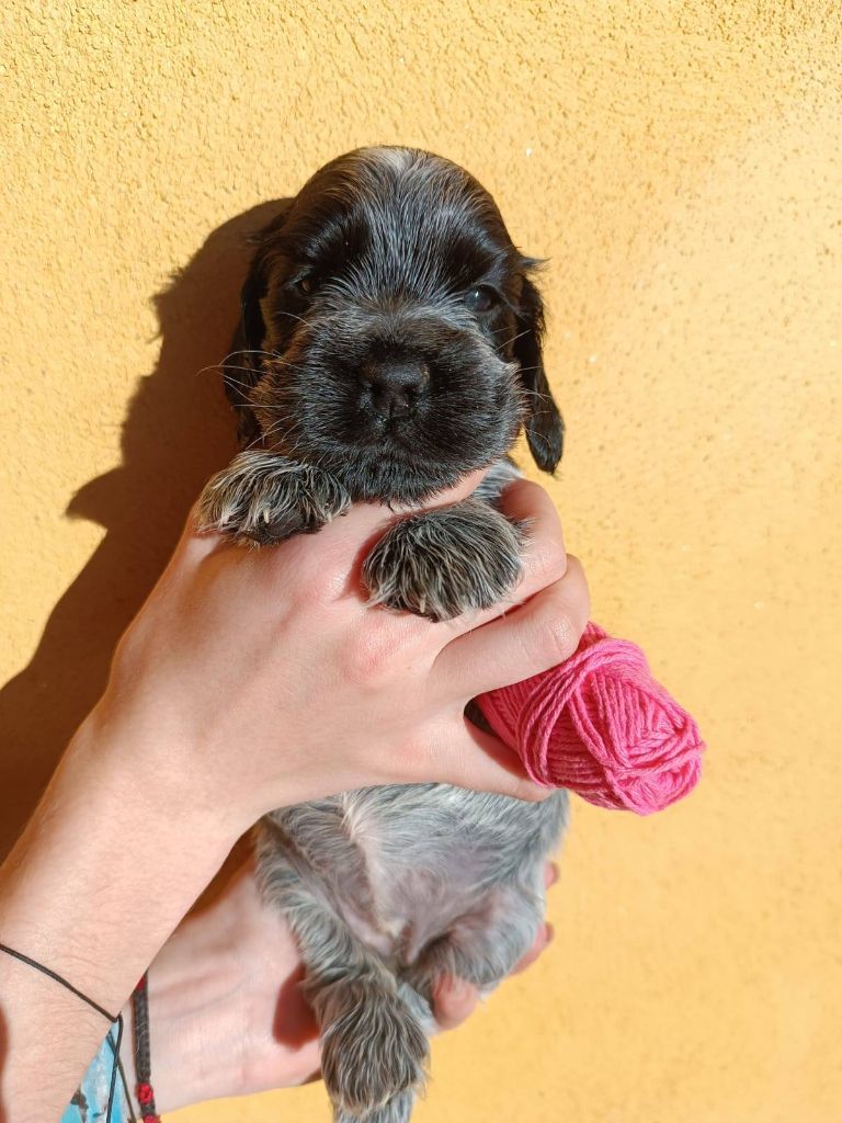 Chiot Cocker Spaniel Anglais - Femelles bleu foncé de la rivière d'opale