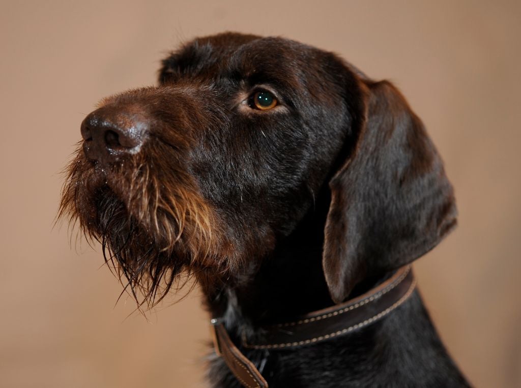 Accueil - Elevage Des Hardis Gaillards D'Artémis - eleveur de chiens ...
