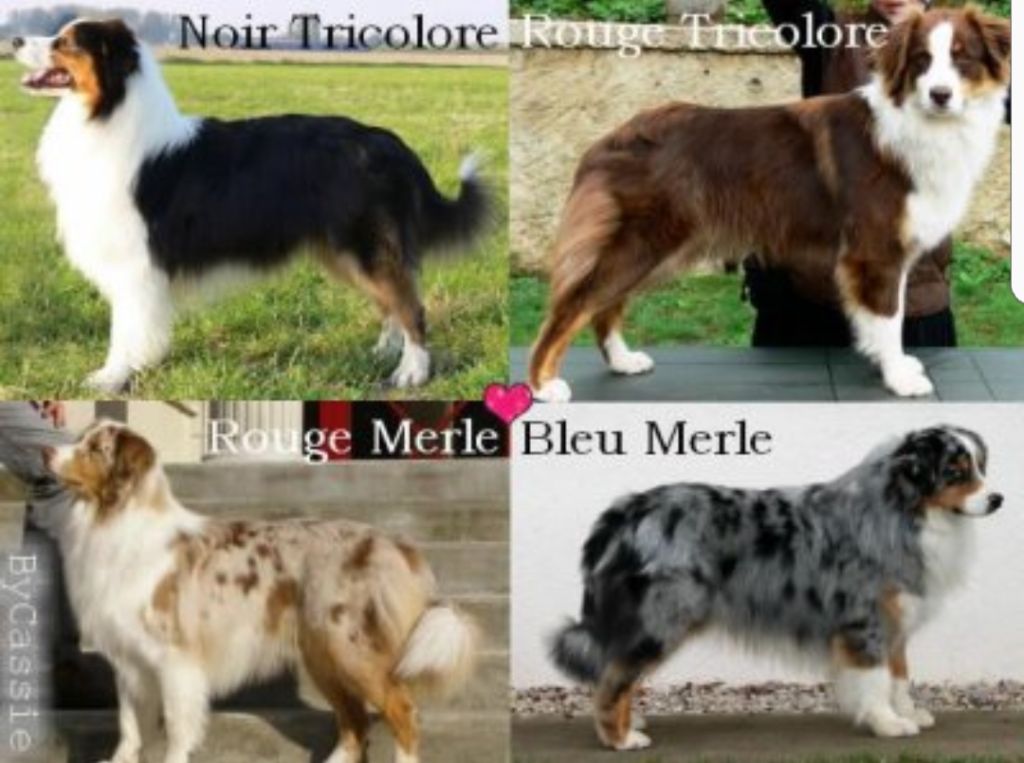 Accueil - Elevage Of Blue Mountain Valley - eleveur de chiens Berger ...