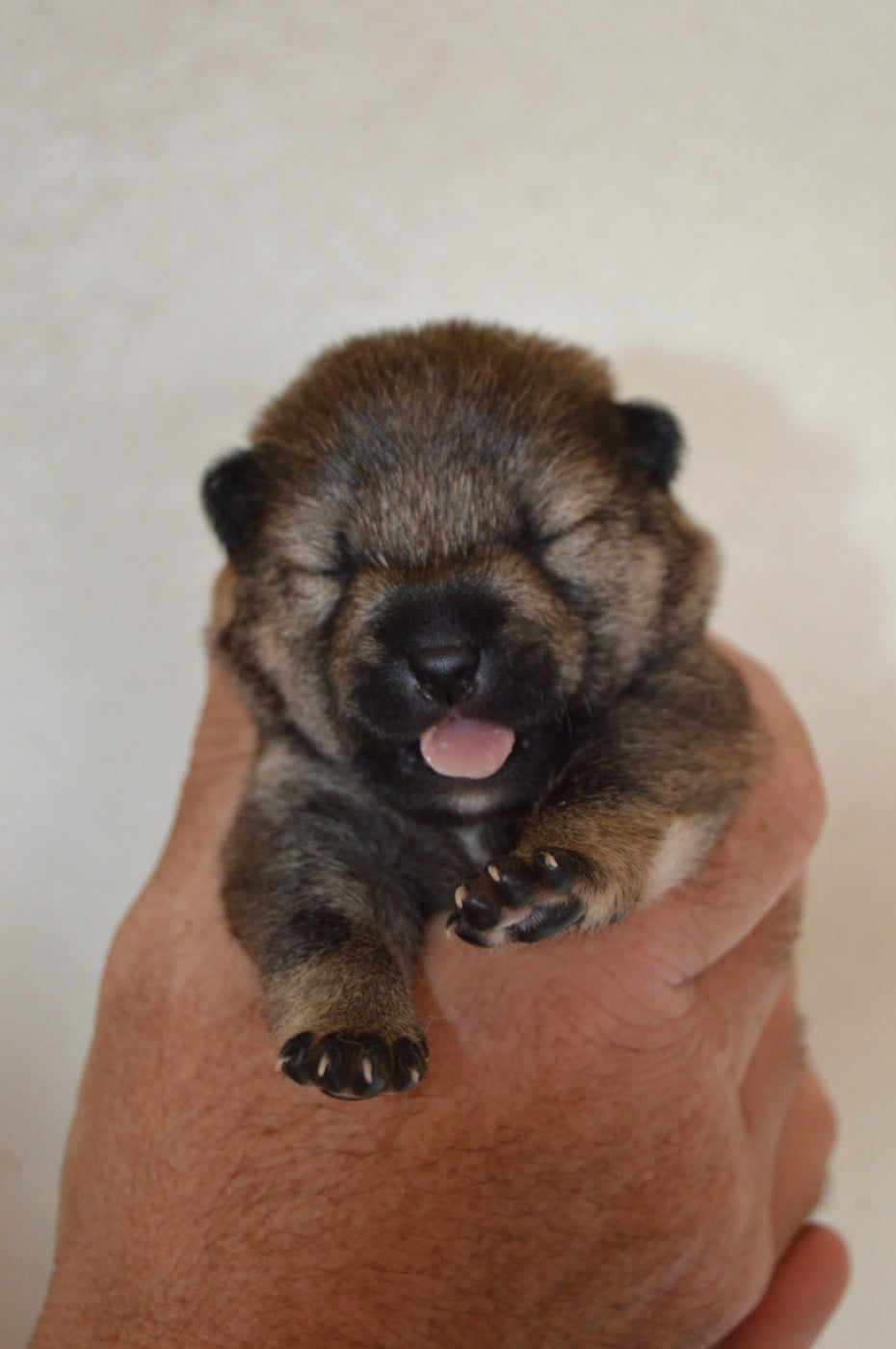 Chiots de la race Shiba disponibles sur chiots-de-france