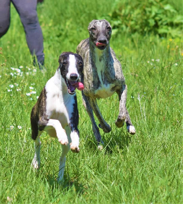 Les éleveurs de race Whippet en France