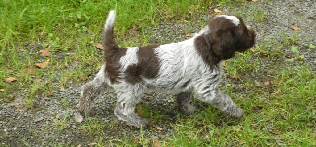 Chiot Griffon d'arrêt à poil dur Korthals - CHIOT des Etangs d'Assat