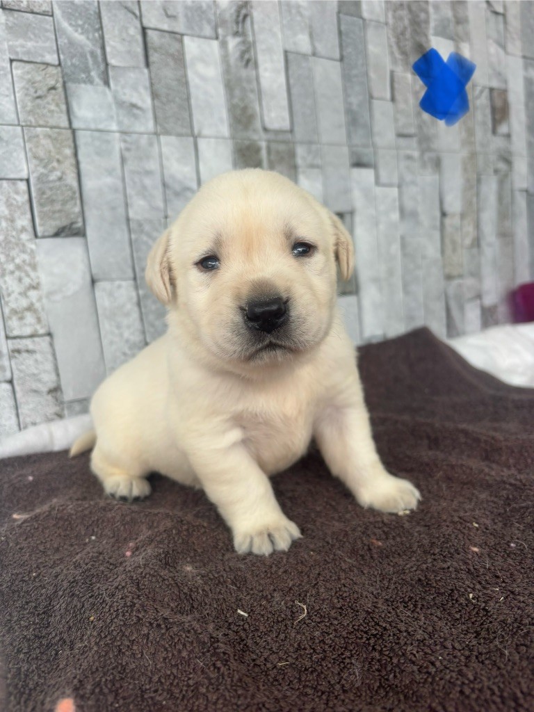 Chiot Labrador Retriever - Mâle collier bleu foncé des Gardiens du Palais